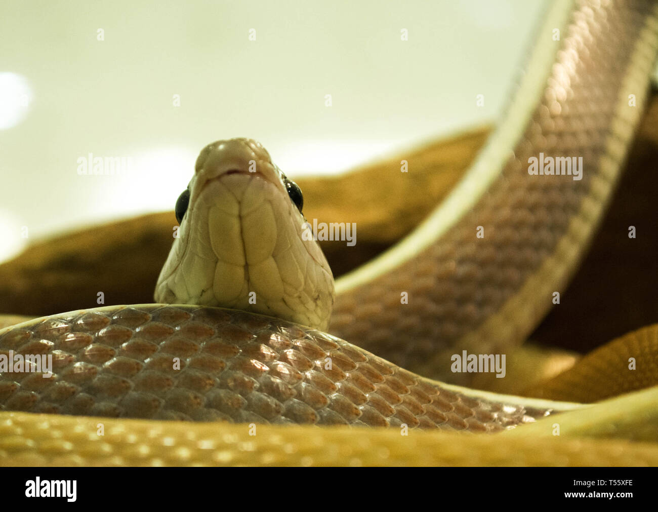 cave dwelling rat snake Stock Photo - Alamy