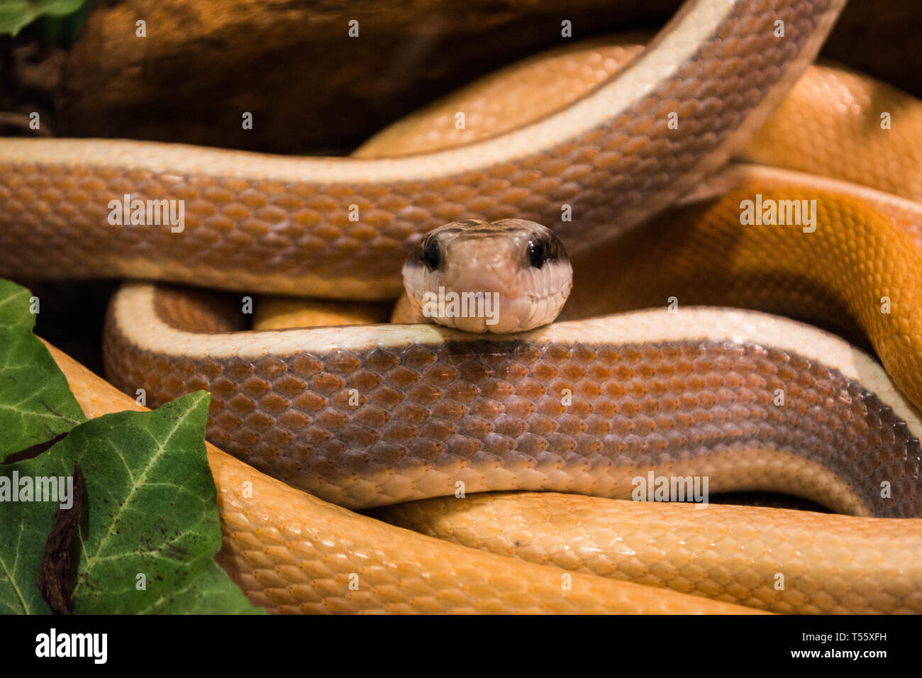 Cave racer snake hi-res stock photography and images - Alamy