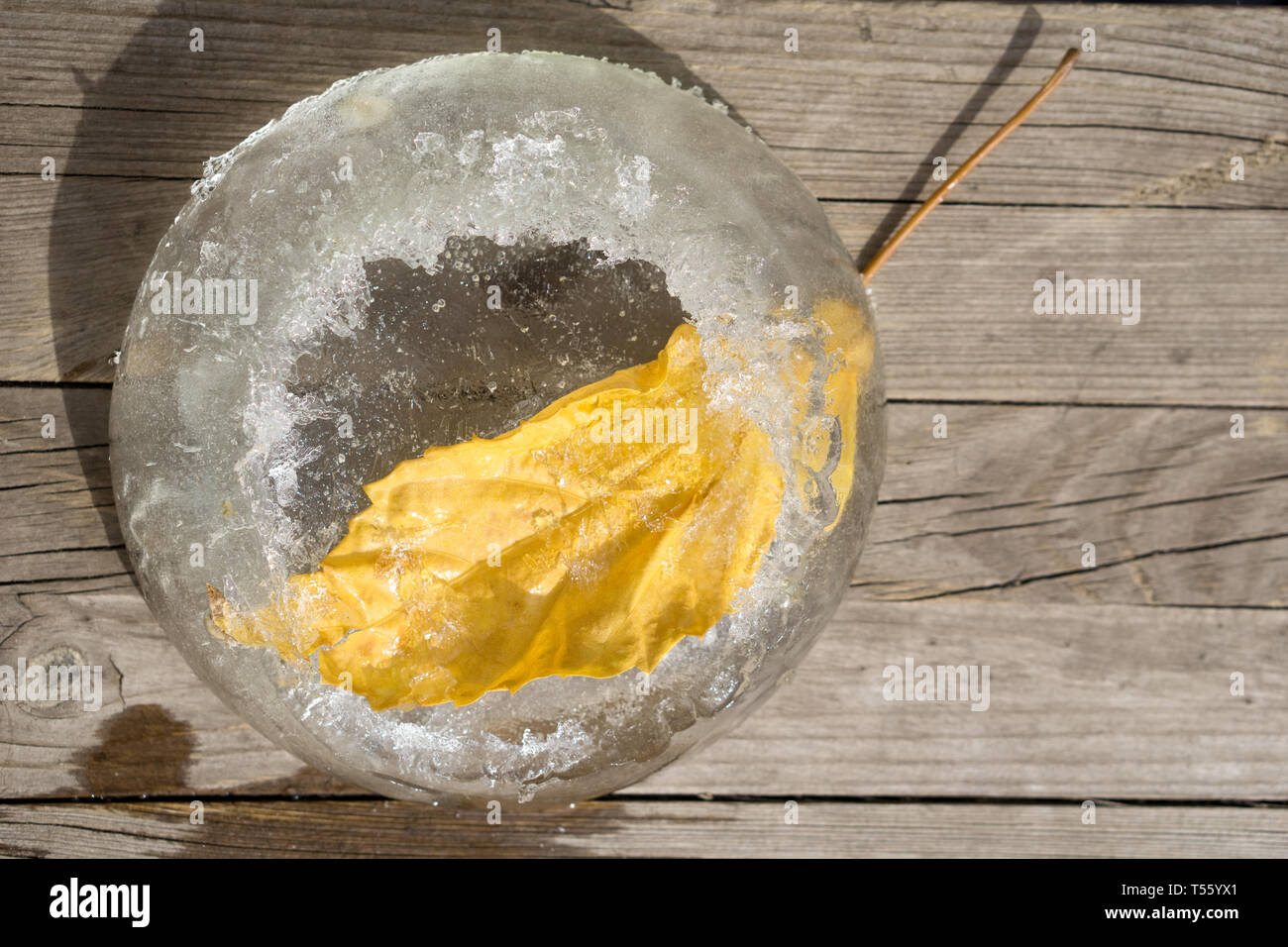 Background of green coffee beans in leaf of ficus in ice cube with air ...
