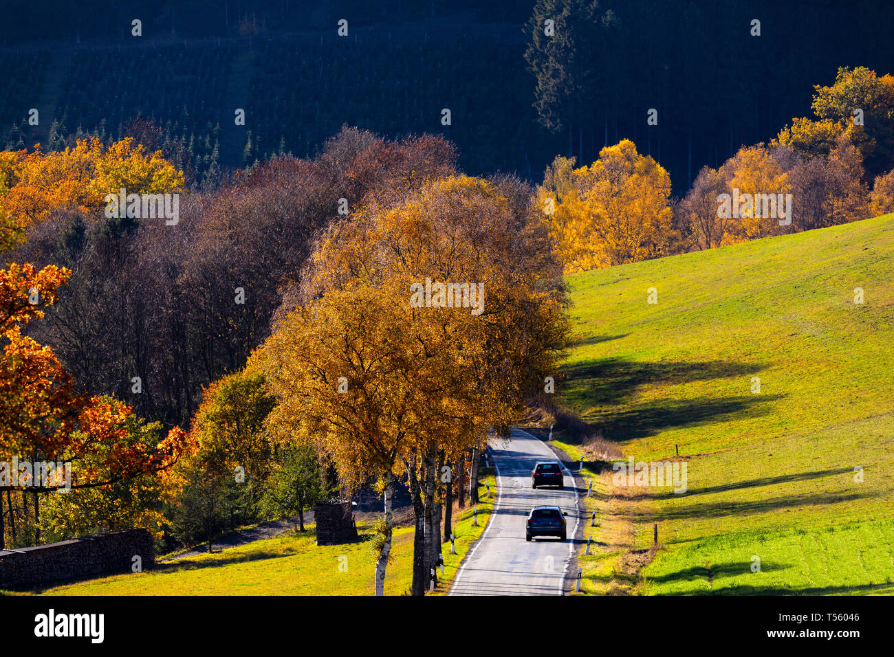 Autos im wald hi-res stock photography and images - Alamy