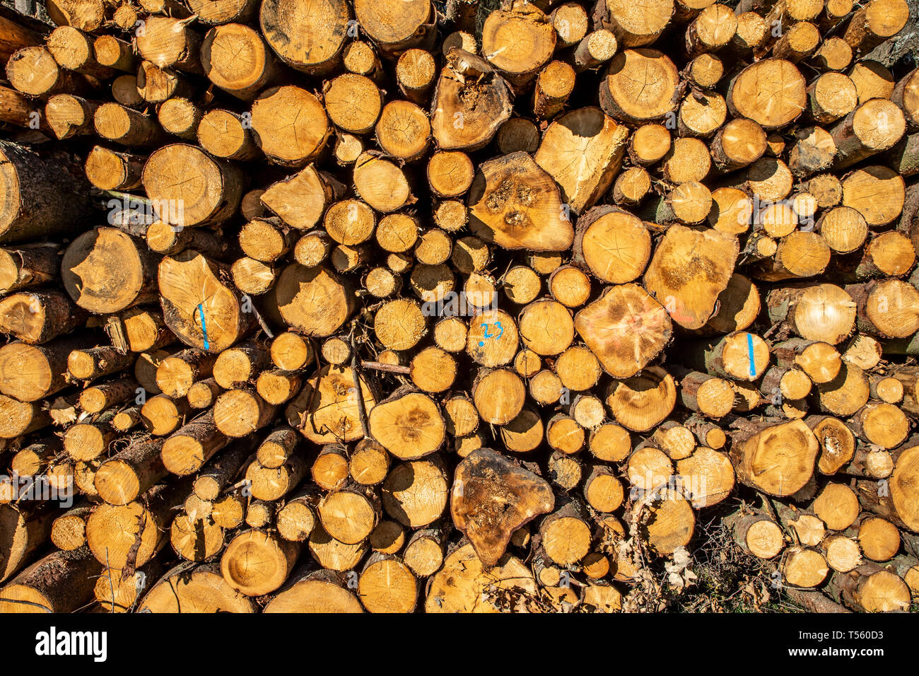 Woodpile wood structure hi-res stock photography and images - Alamy