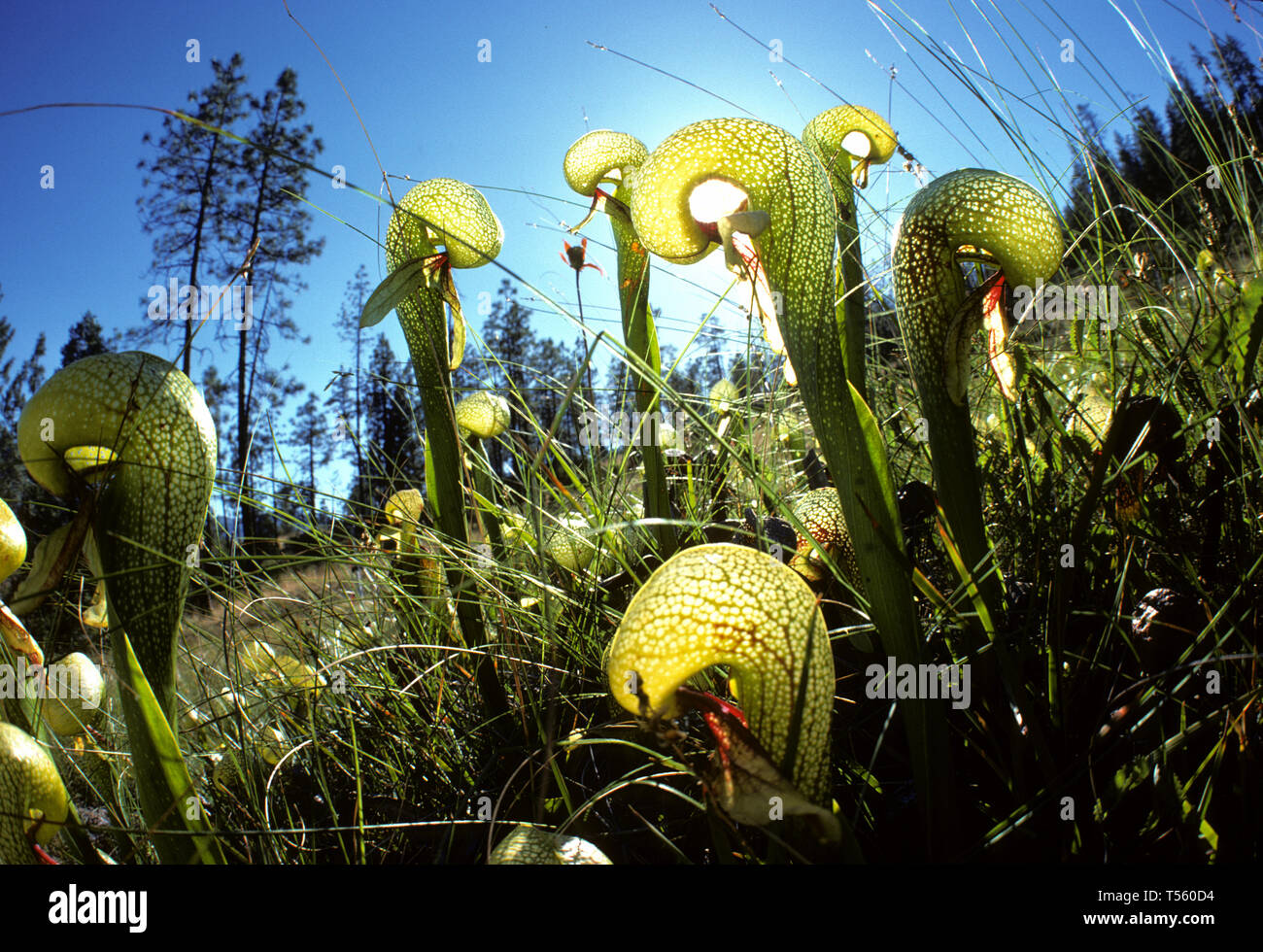 Cobra plant, Darlingtonia californica Stock Photo - Alamy