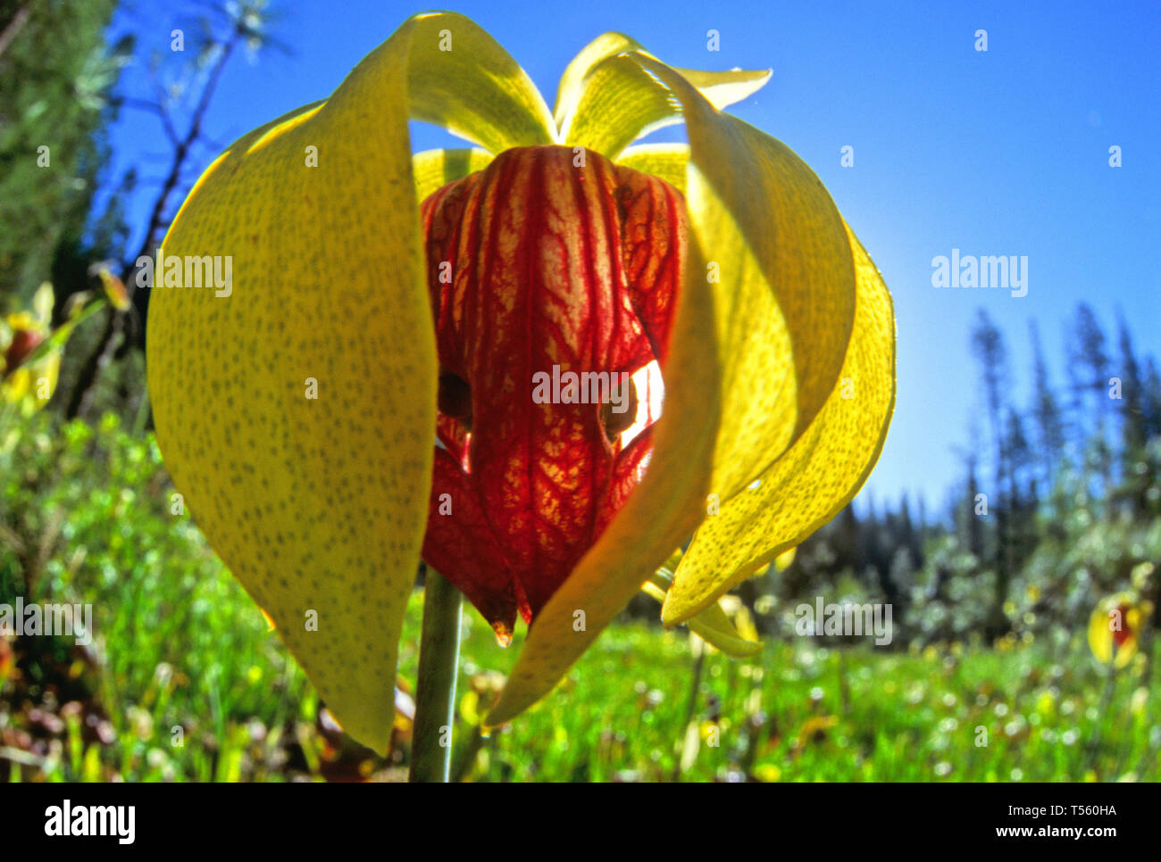 Cobra plant, Darlingtonia californica Stock Photo - Alamy