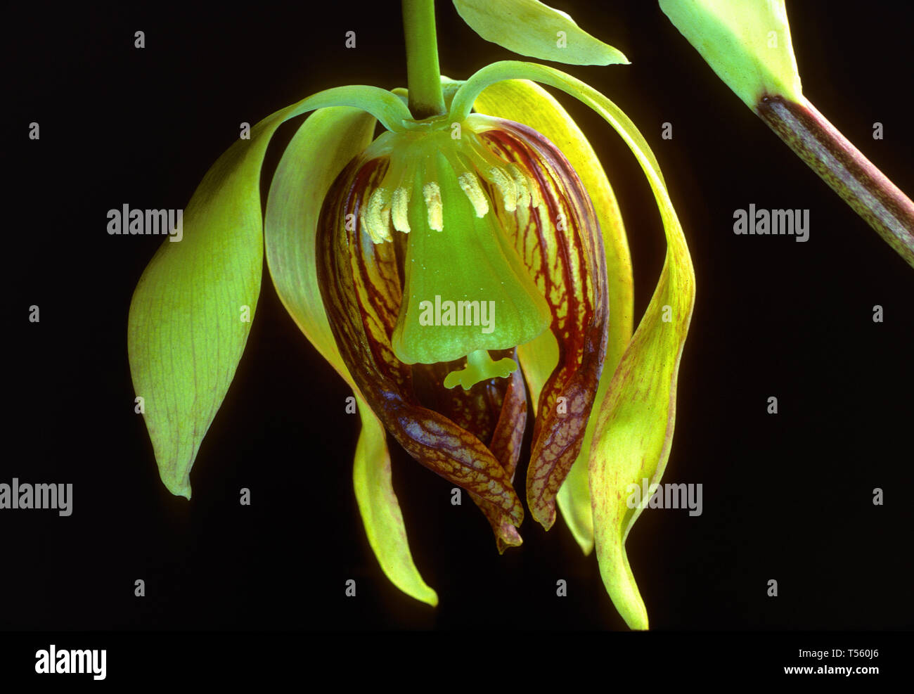 Cobra plant, Darlingtonia californica Stock Photo - Alamy