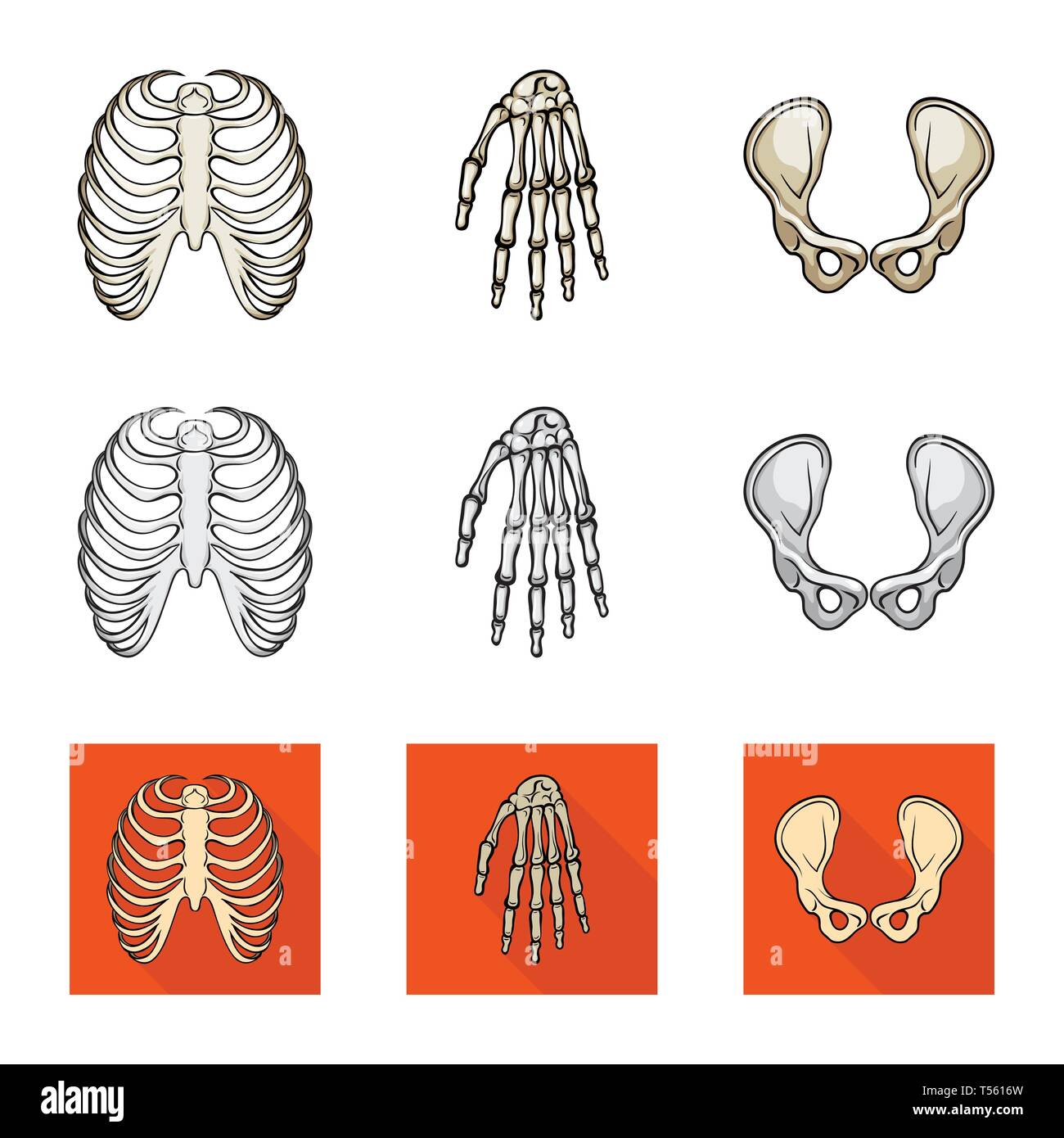rib,wrist,hip,cage,hand,joint,xray,calcium,pelvis,body,structure ...