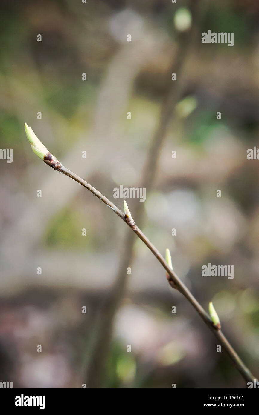Springtime budding on the trees of the forest Stock Photo - Alamy