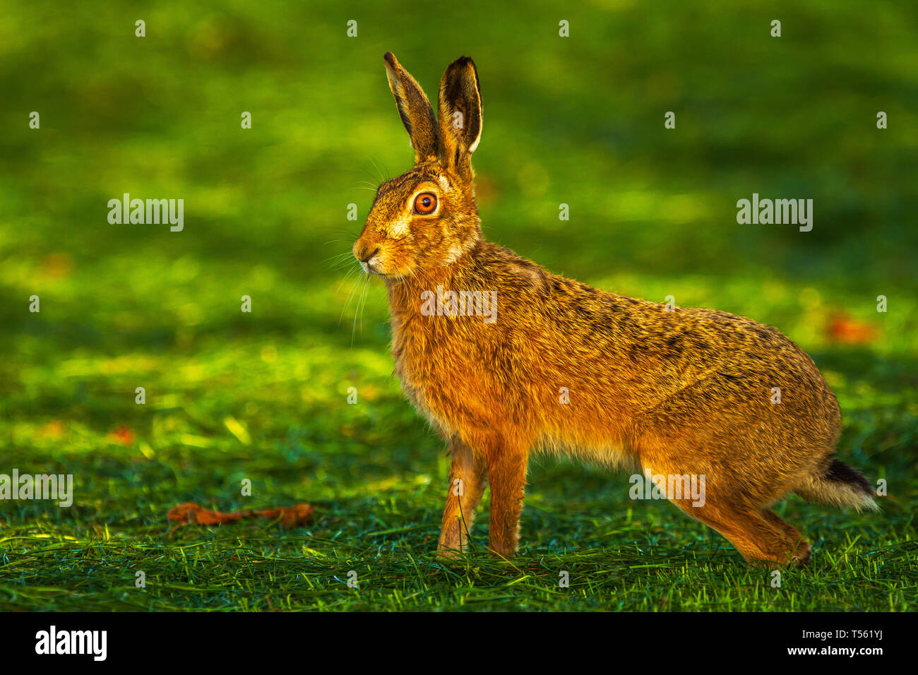 Spring Brown Hare April 2019 Stock Photo - Alamy