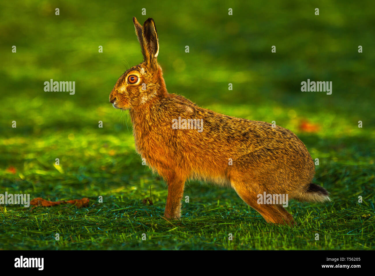 Detailed hare hi-res stock photography and images - Alamy