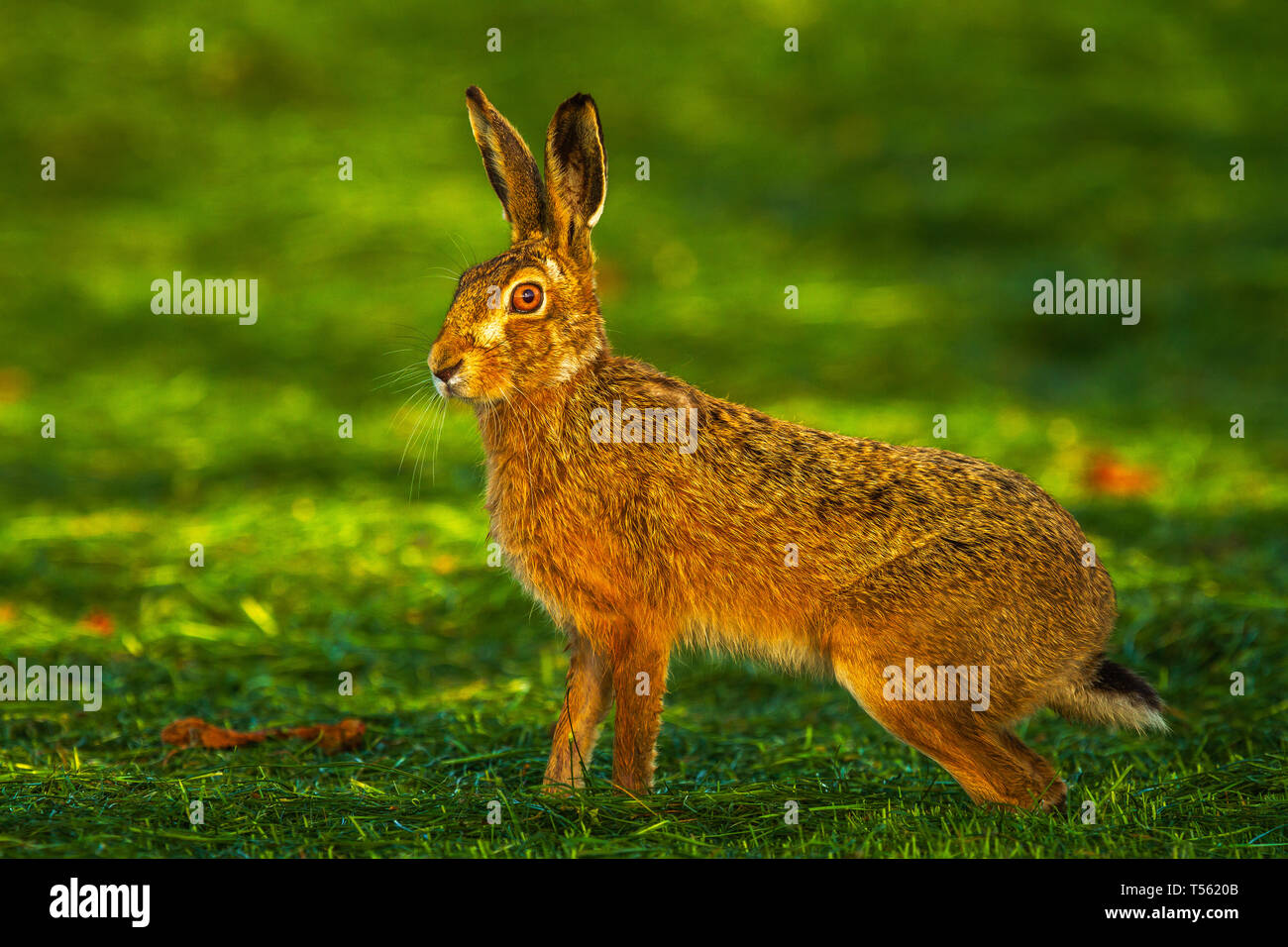 Hare profile hi-res stock photography and images - Alamy