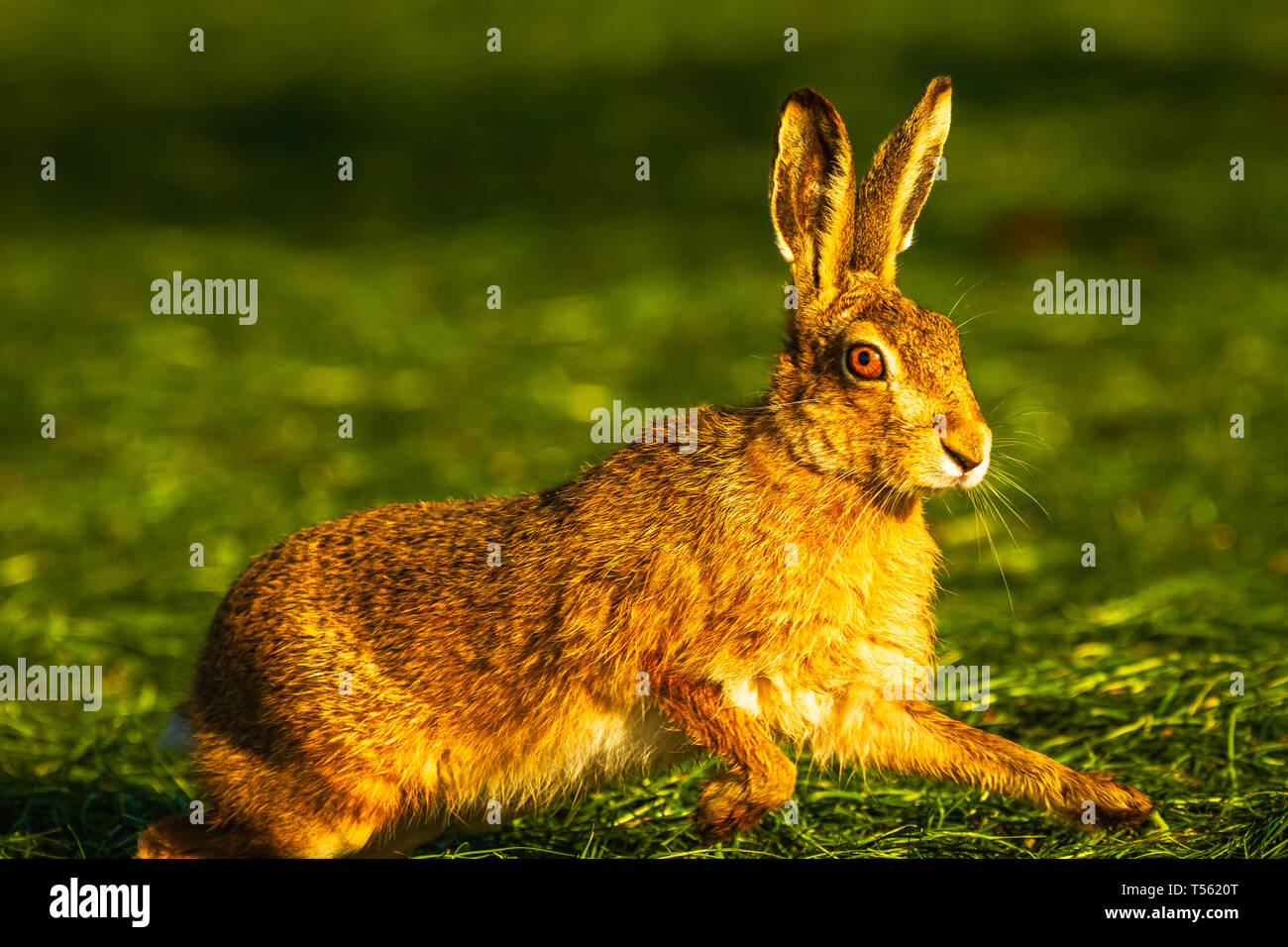 Spring Brown Hare April 2019 Stock Photo - Alamy