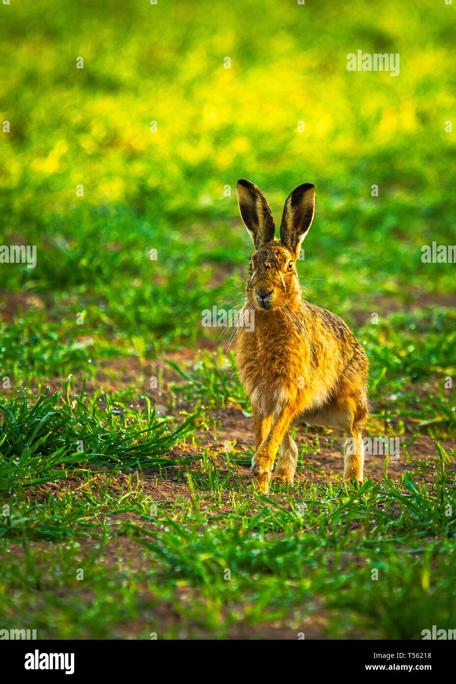Spring Brown Hare April 2019 Stock Photo - Alamy