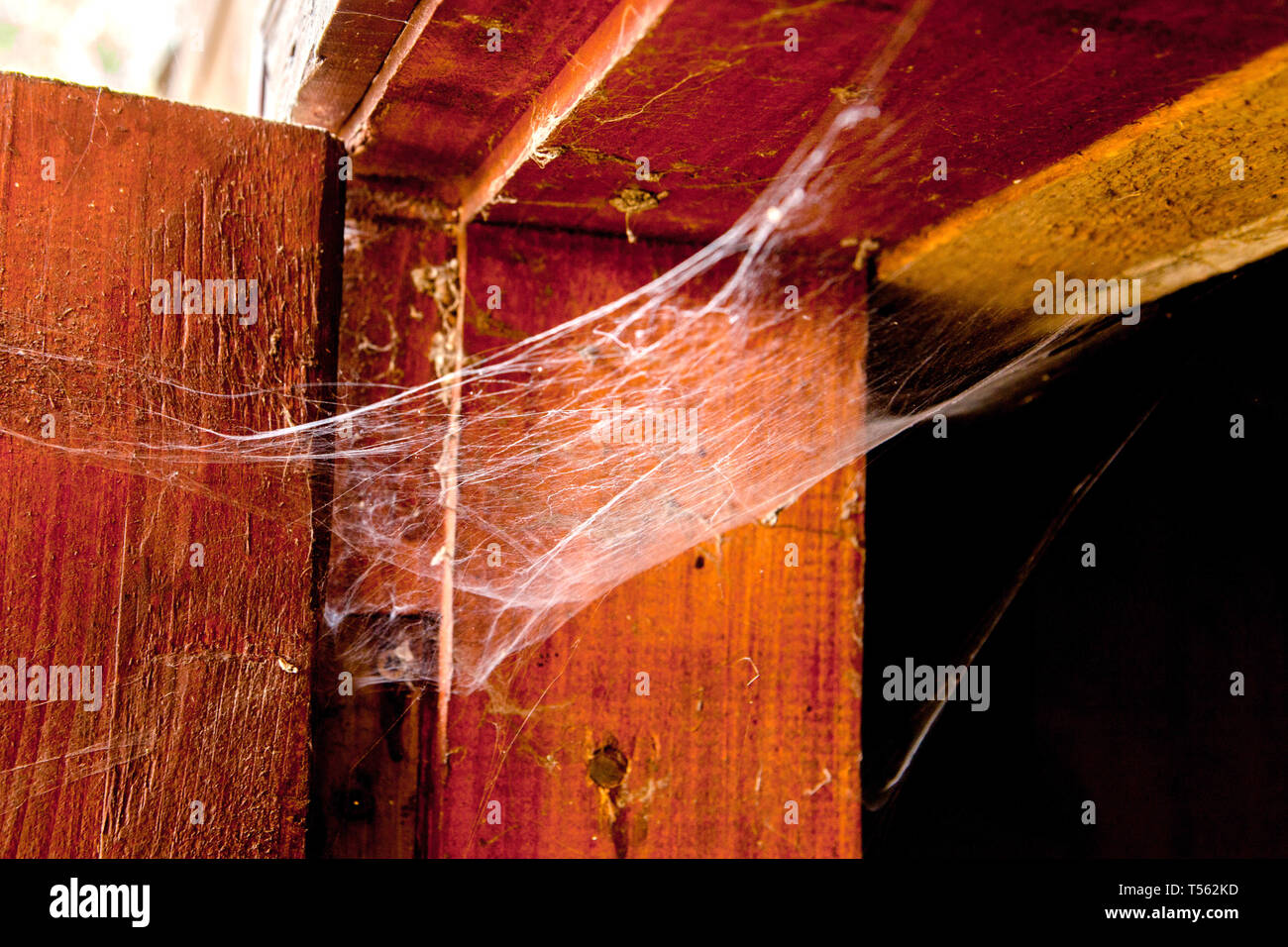 Spiderweb on an iron gate hi-res stock photography and images - Alamy