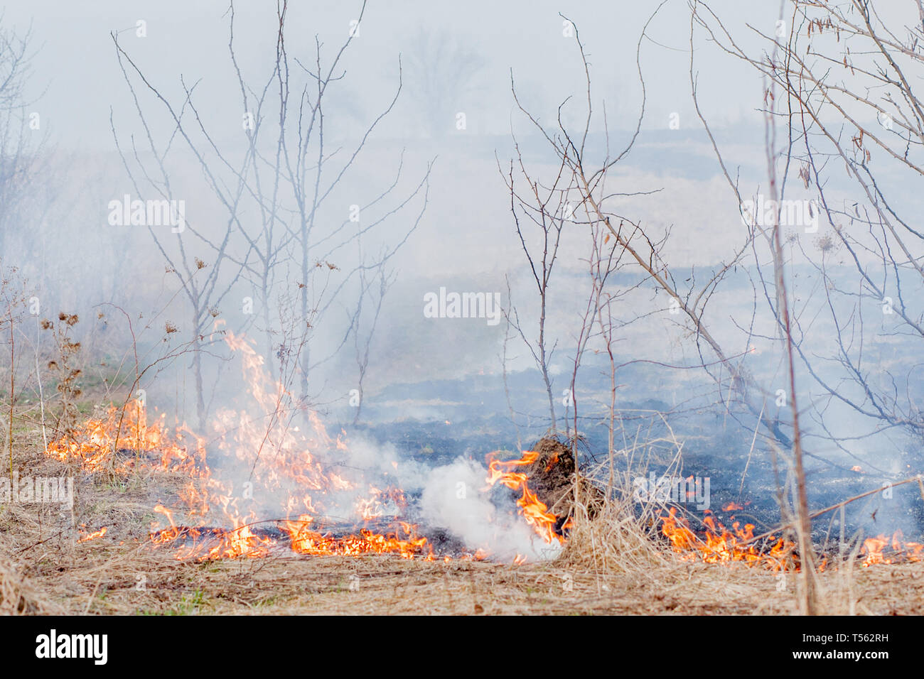 A strong fire spreads in gusts of wind through dry grass, smoking dry ...
