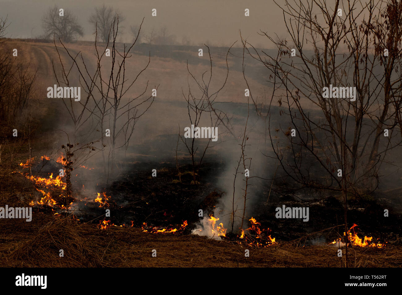 A strong fire spreads in gusts of wind through dry grass, smoking dry ...