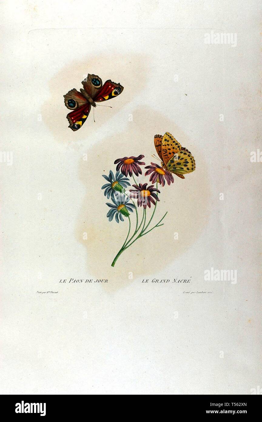 Beautiful vintage hand drawn illustrations of flowers and fruits from ...
