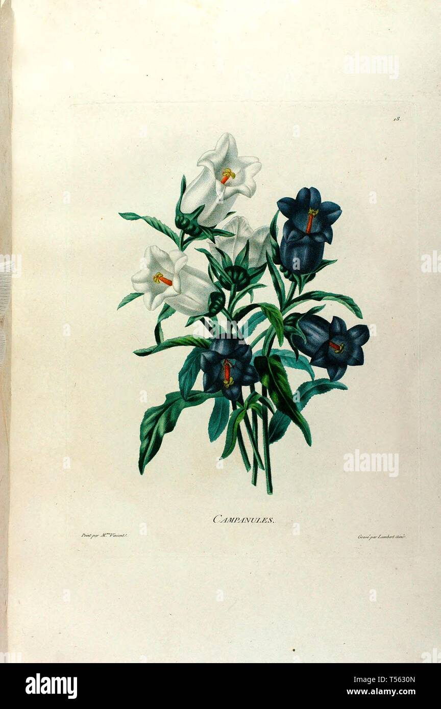 Beautiful vintage hand drawn illustrations of flowers and fruits from ...