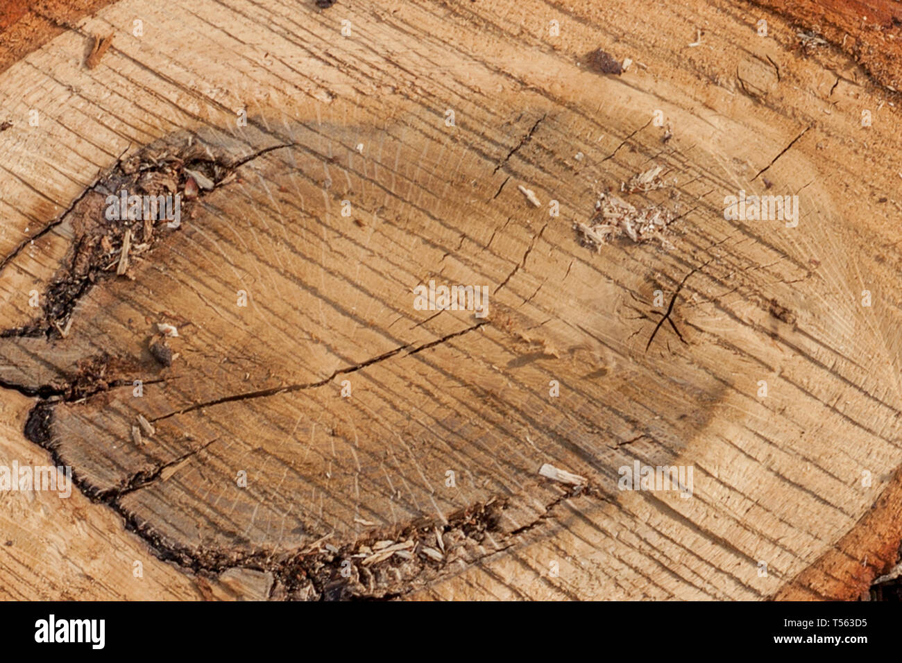 Stump of oak tree felled - section of the trunk with annual rings ...