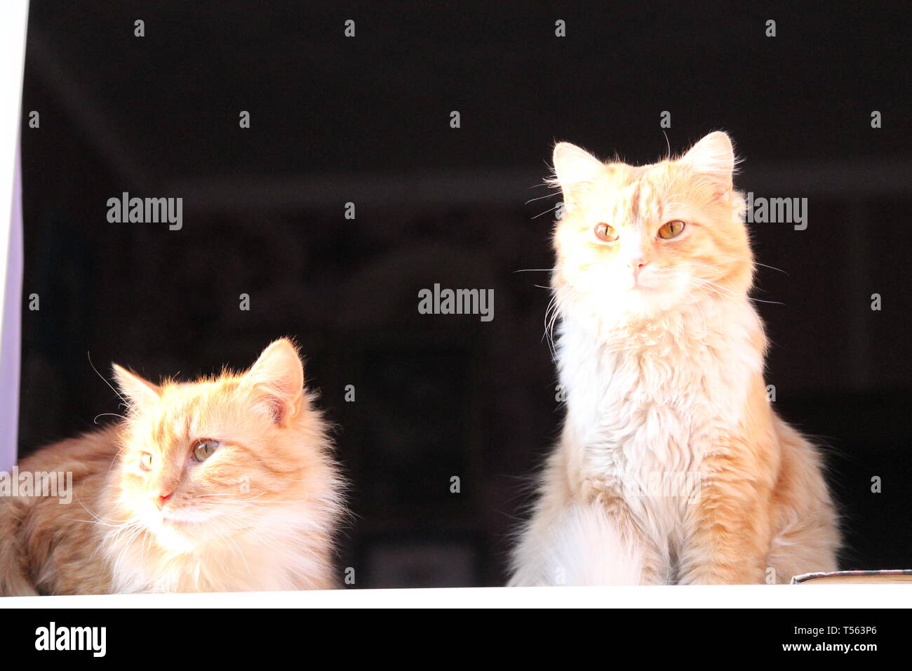 two bright orange color cats warm on spring sun on window Stock Photo ...