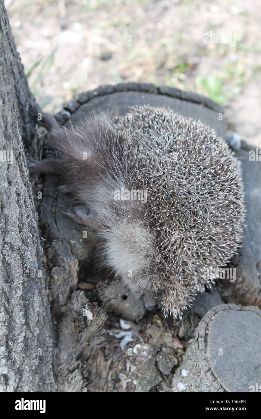 Hedgehog hide hi-res stock photography and images - Alamy