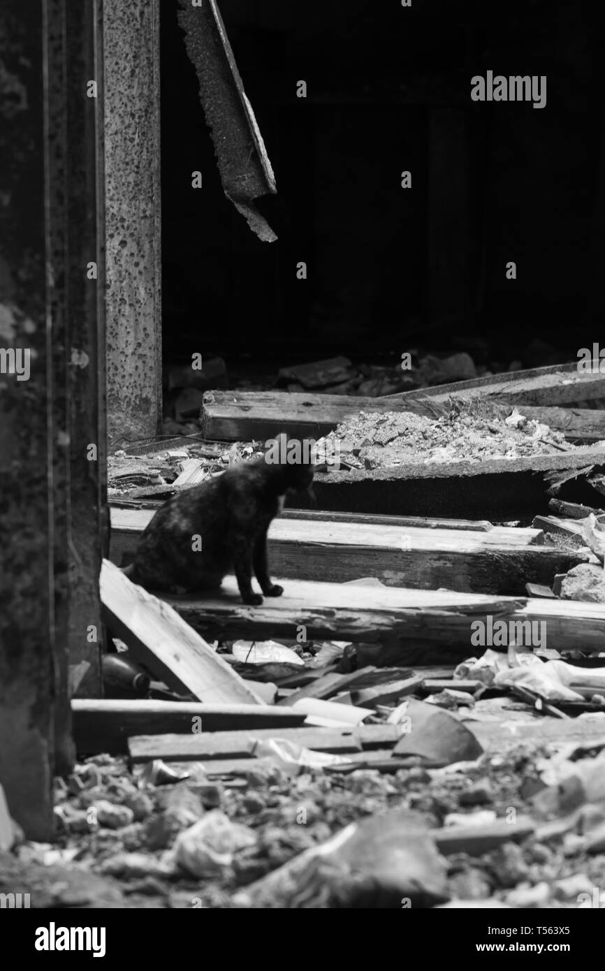 Black and white image of a black cat inside collapsing building in ...