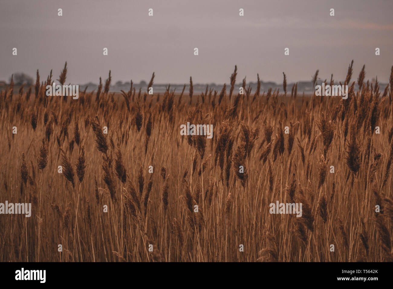 Irish wheat hi-res stock photography and images - Alamy