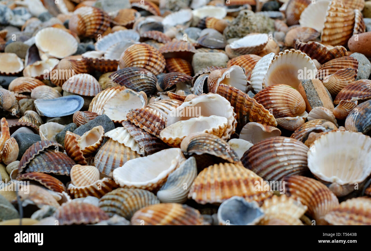 Colorful seashells on the beach Stock Photo - Alamy