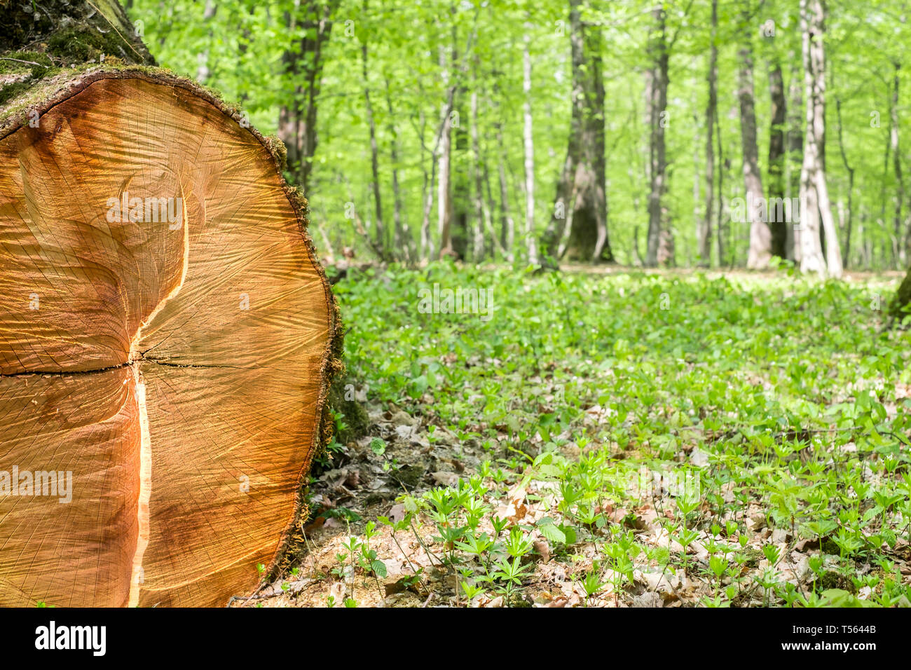 freshly cut tree in the spring forest Stock Photo - Alamy