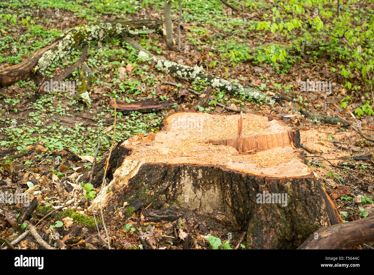 freshly sawed tree in the forest Stock Photo - Alamy