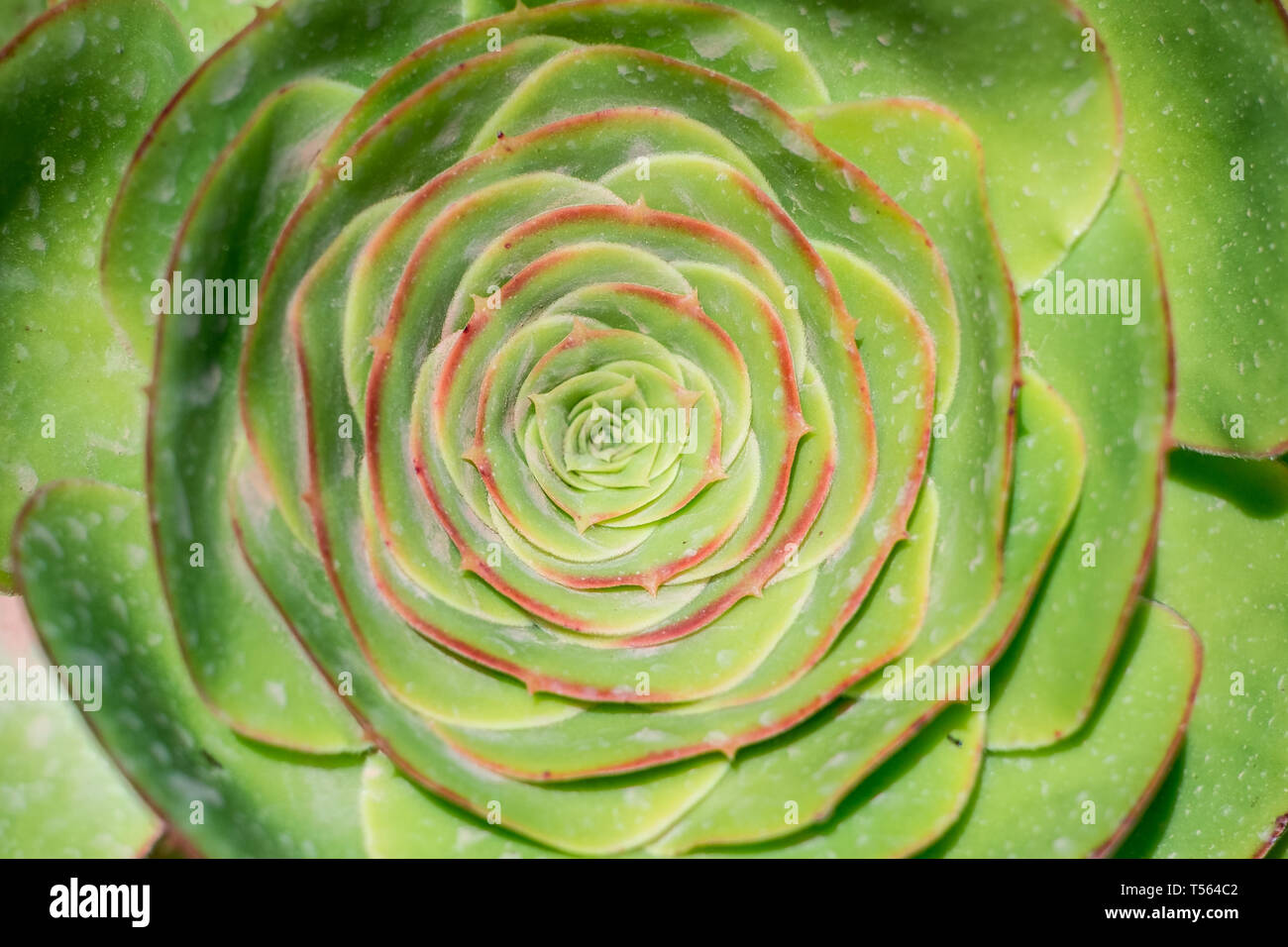 White mexican rose hi-res stock photography and images - Alamy