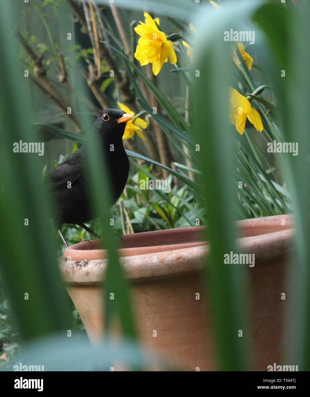 Male Blackbird (Turdus Merula) portrait on a flower pot, surrounded by ...