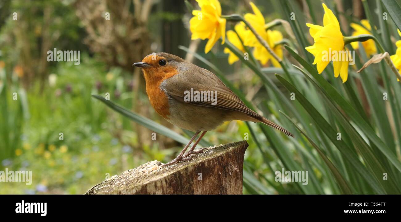Robin in flowers hi-res stock photography and images - Alamy