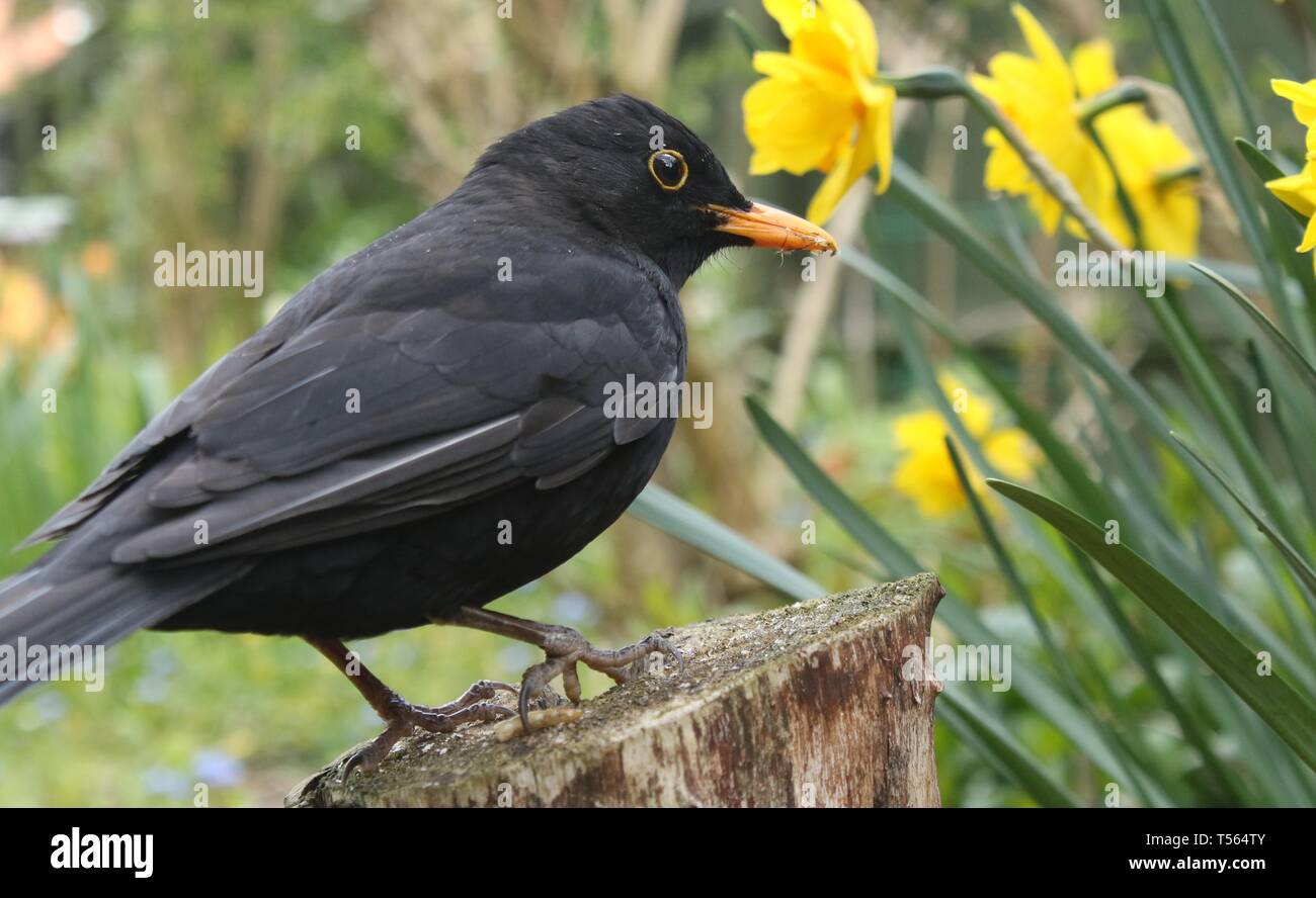 Blackbird male female britain hi-res stock photography and images - Alamy