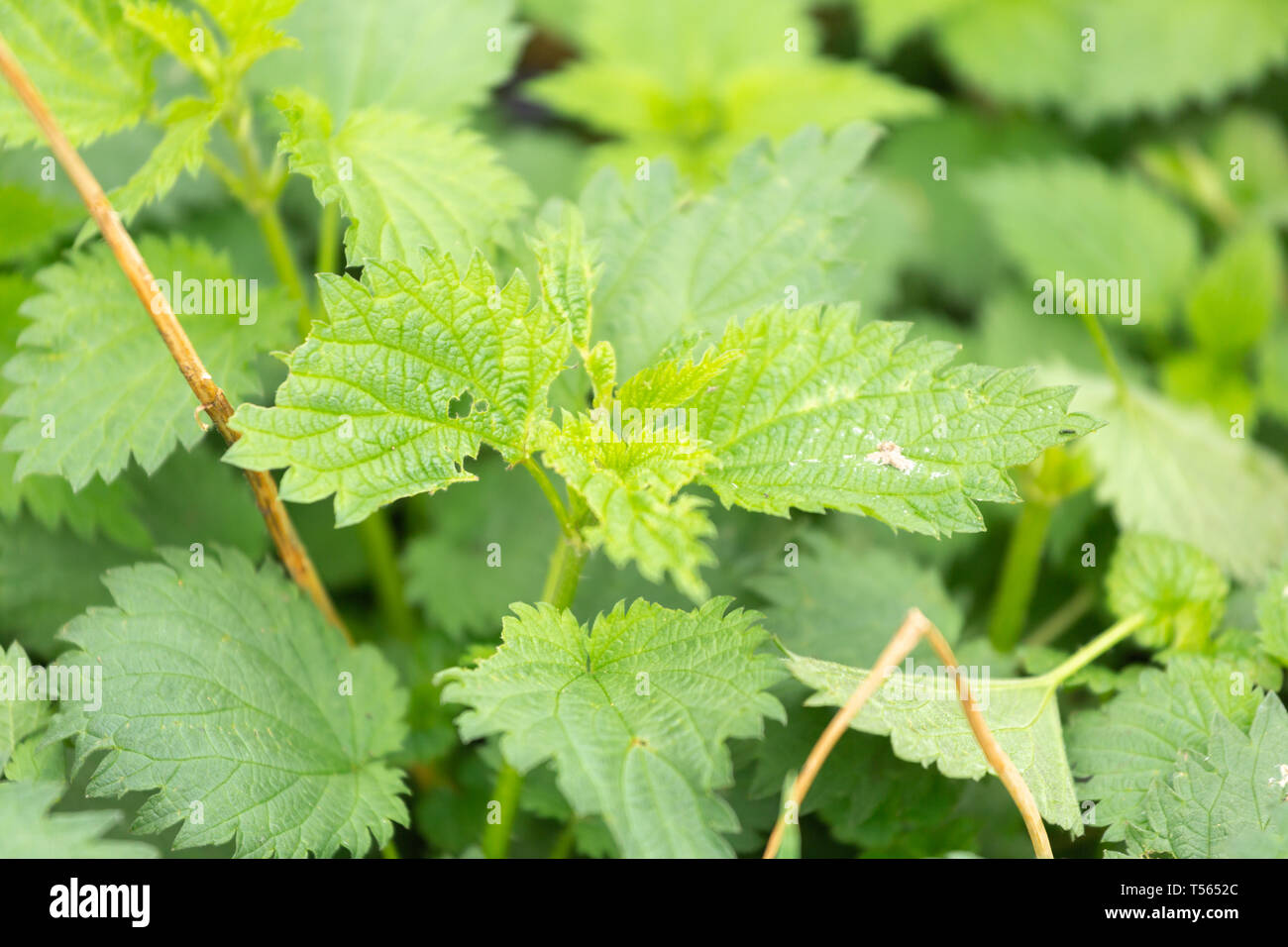 Stinging nettle leaves as background growing in the wild. Beautiful ...