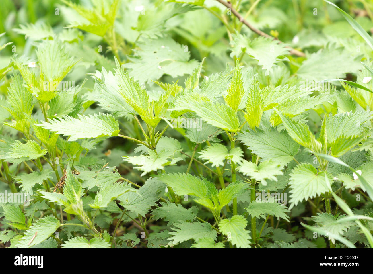 Stinging nettle leaves as background growing in the wild. Beautiful ...