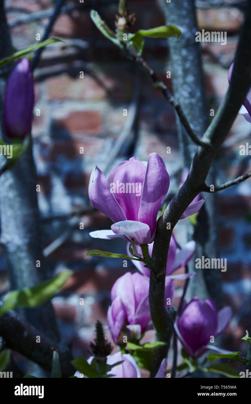 A purple Magnolia flower on a tree against a wall Stock Photo - Alamy
