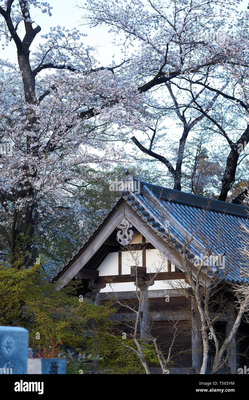 Sakura (cherry blossom) trees bloom over a building at Buddhist ...