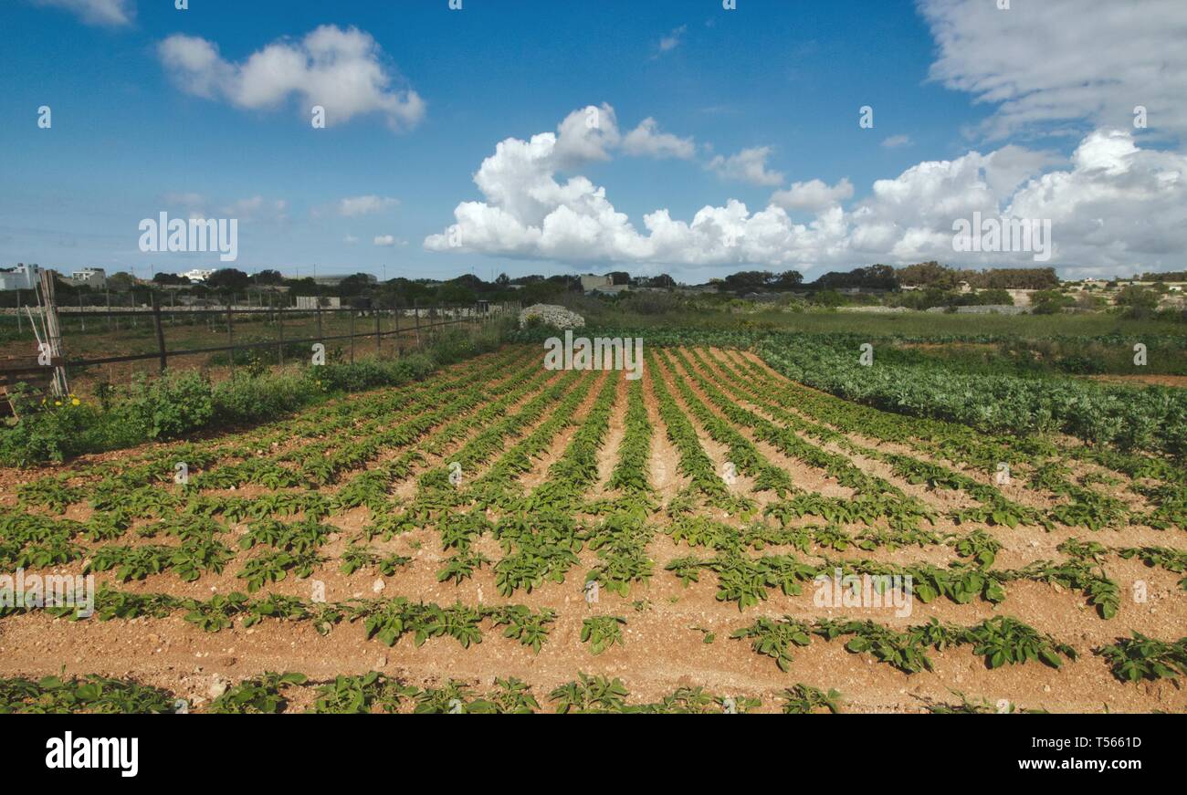 Crops growing in rows hi-res stock photography and images - Alamy