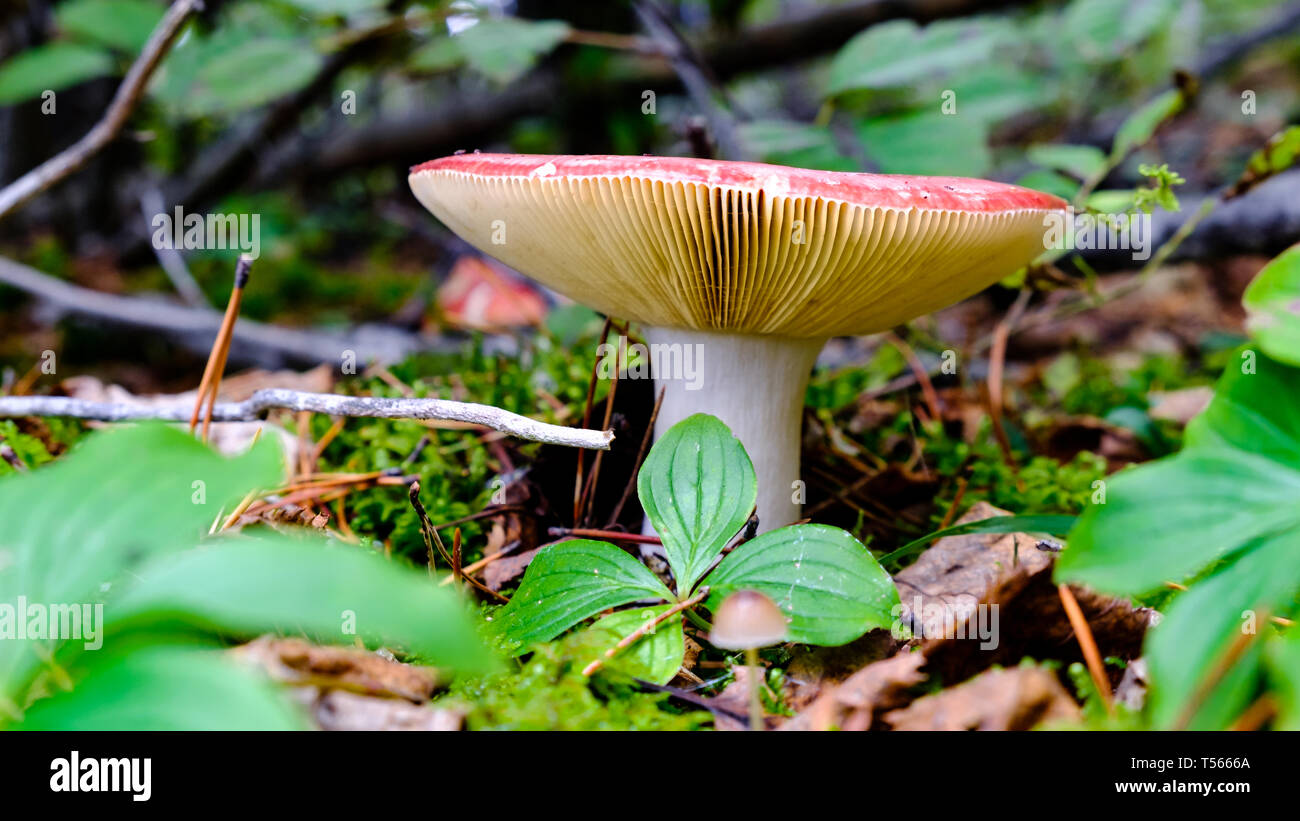 Fungus alberta hi-res stock photography and images - Alamy