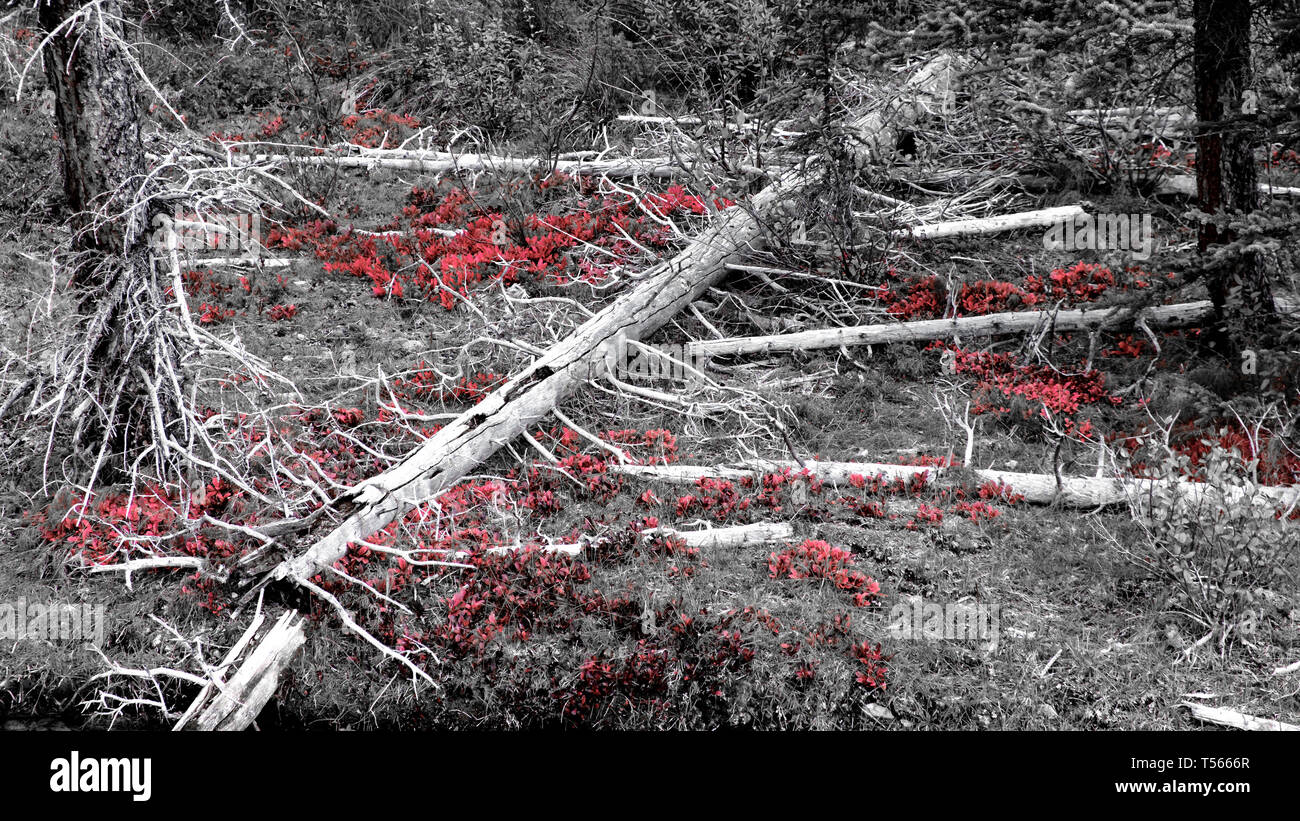 Naturally fallen tree hi-res stock photography and images - Alamy