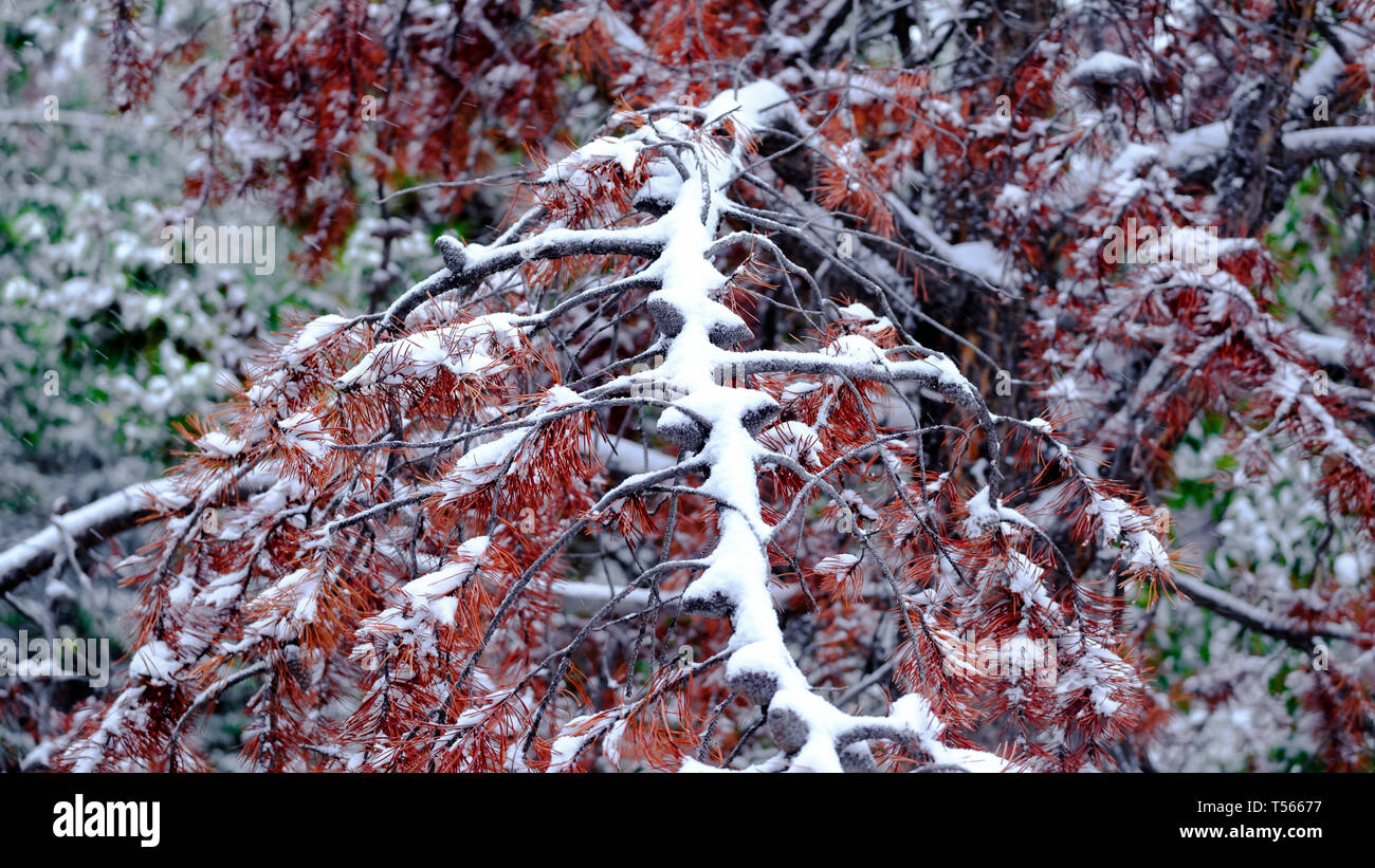 Heavy loaded snow covered dry tree by fall, Maligne Canyon, Jasper ...