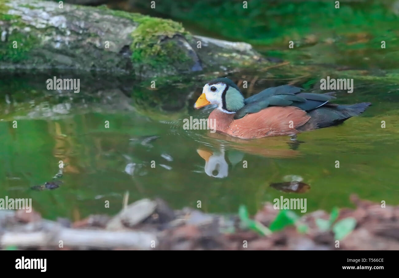 Green pygmy goose hi-res stock photography and images - Alamy