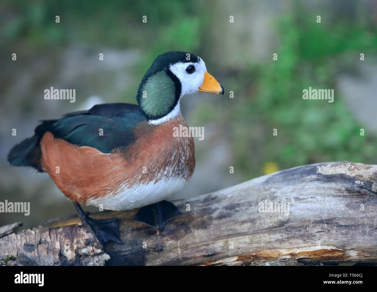 Green pygmy goose hi-res stock photography and images - Alamy