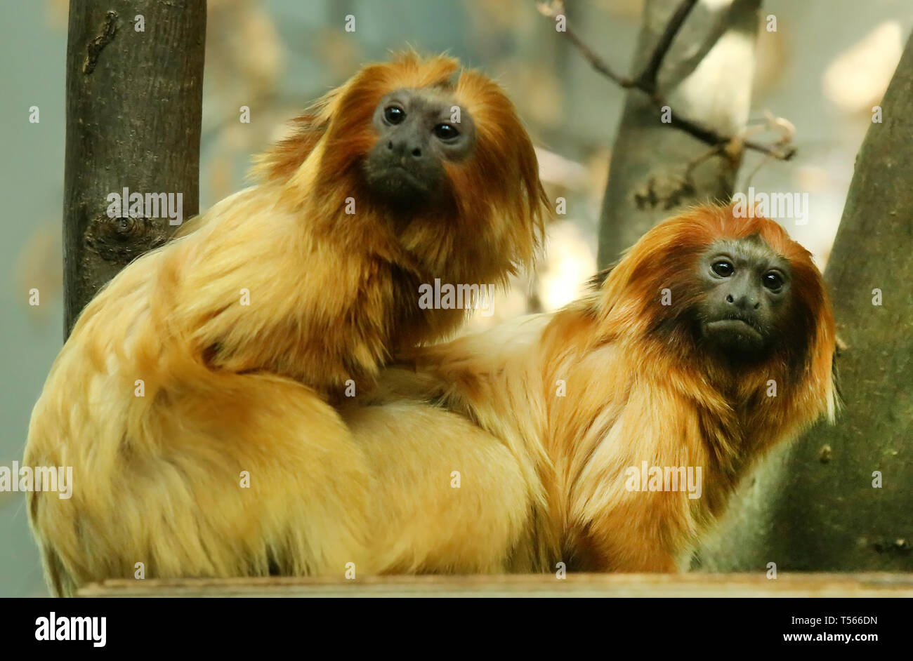 Golden lion tamarin baby leontopithecus hi-res stock photography and ...