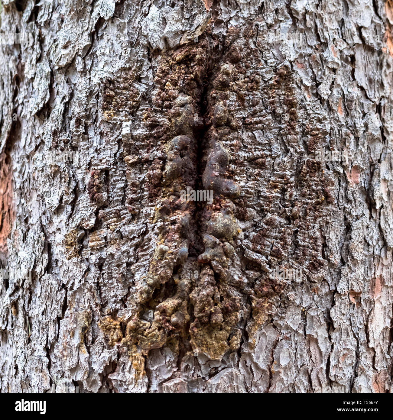 Tree branches banff hi-res stock photography and images - Alamy