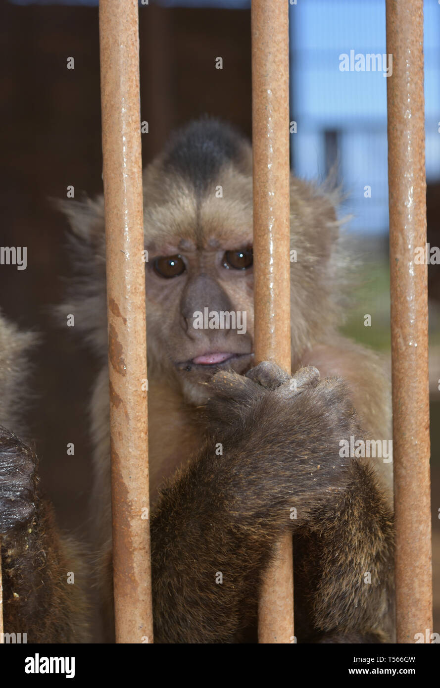 Adorable small monkey clinging to the sides of his cage Stock Photo - Alamy