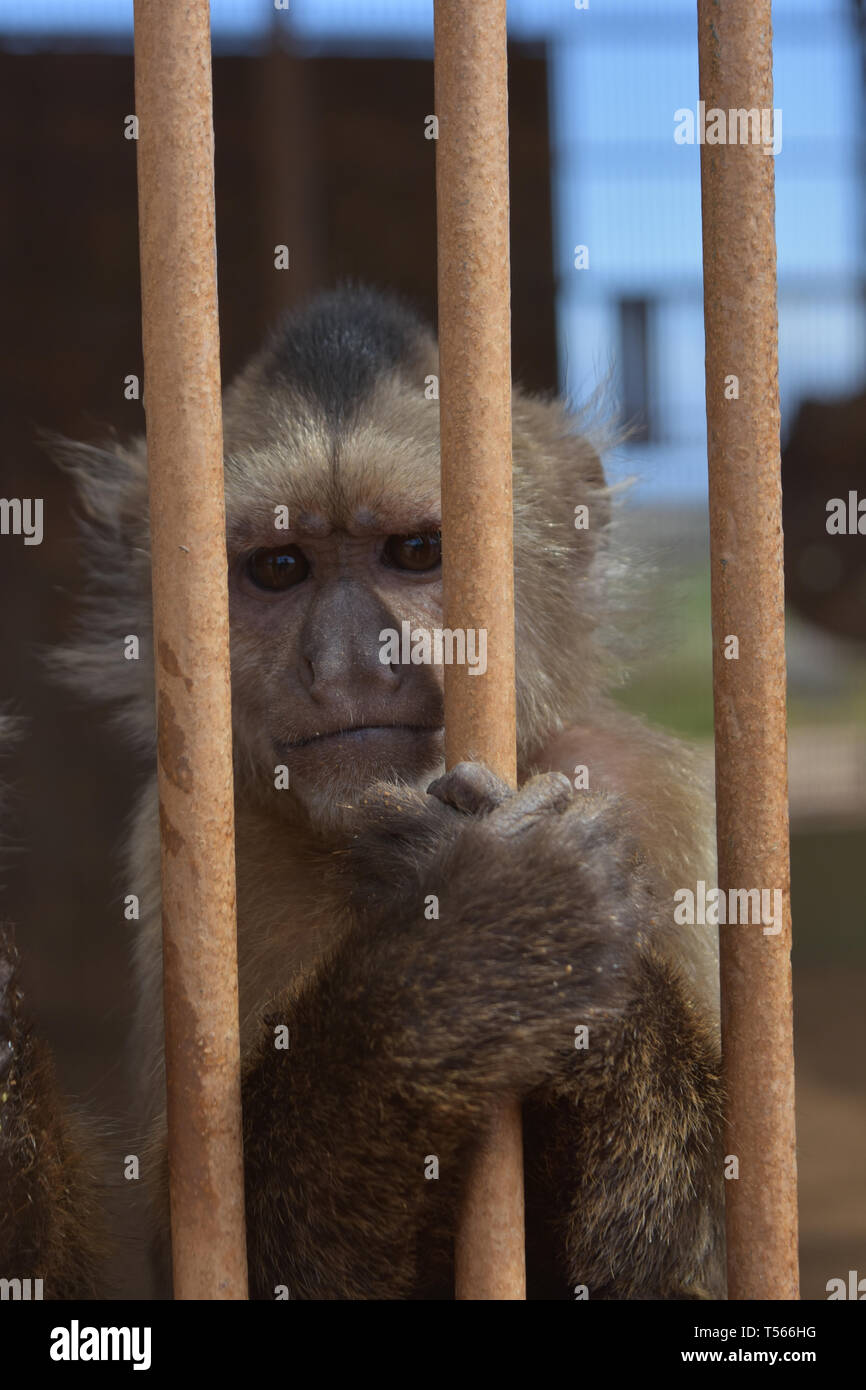 Beautiful small monkey looking out of a cage Stock Photo - Alamy