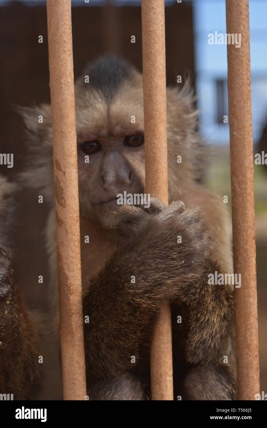 Locked Up Monkey High Resolution Stock Photography and Images - Alamy