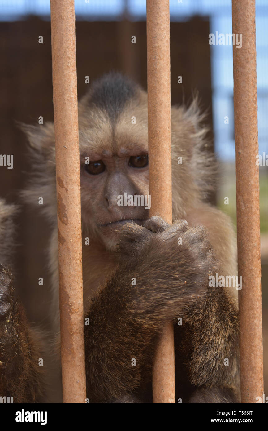 Capuchin monkey cage hi-res stock photography and images - Alamy