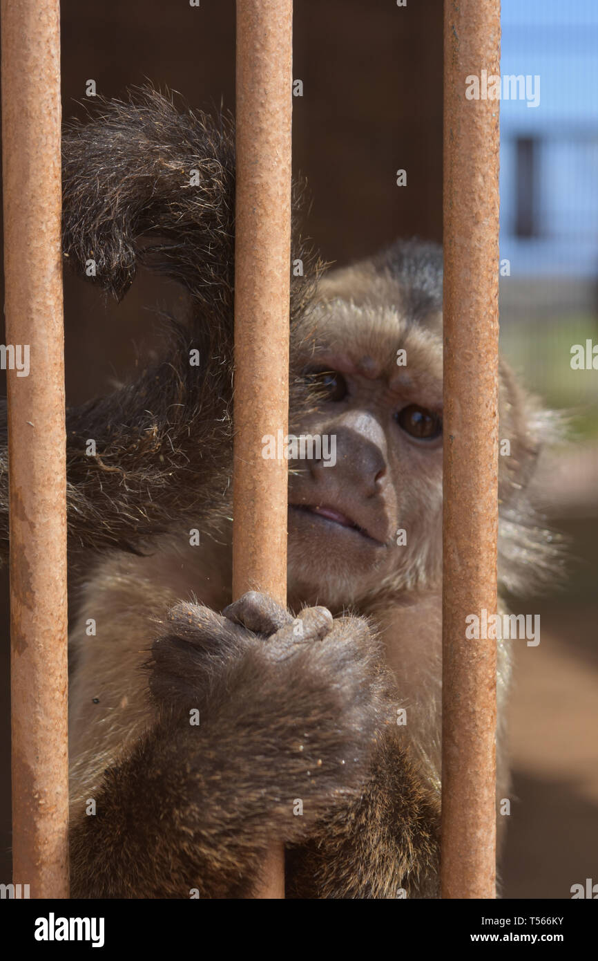 Holding pen zoo hi-res stock photography and images - Alamy