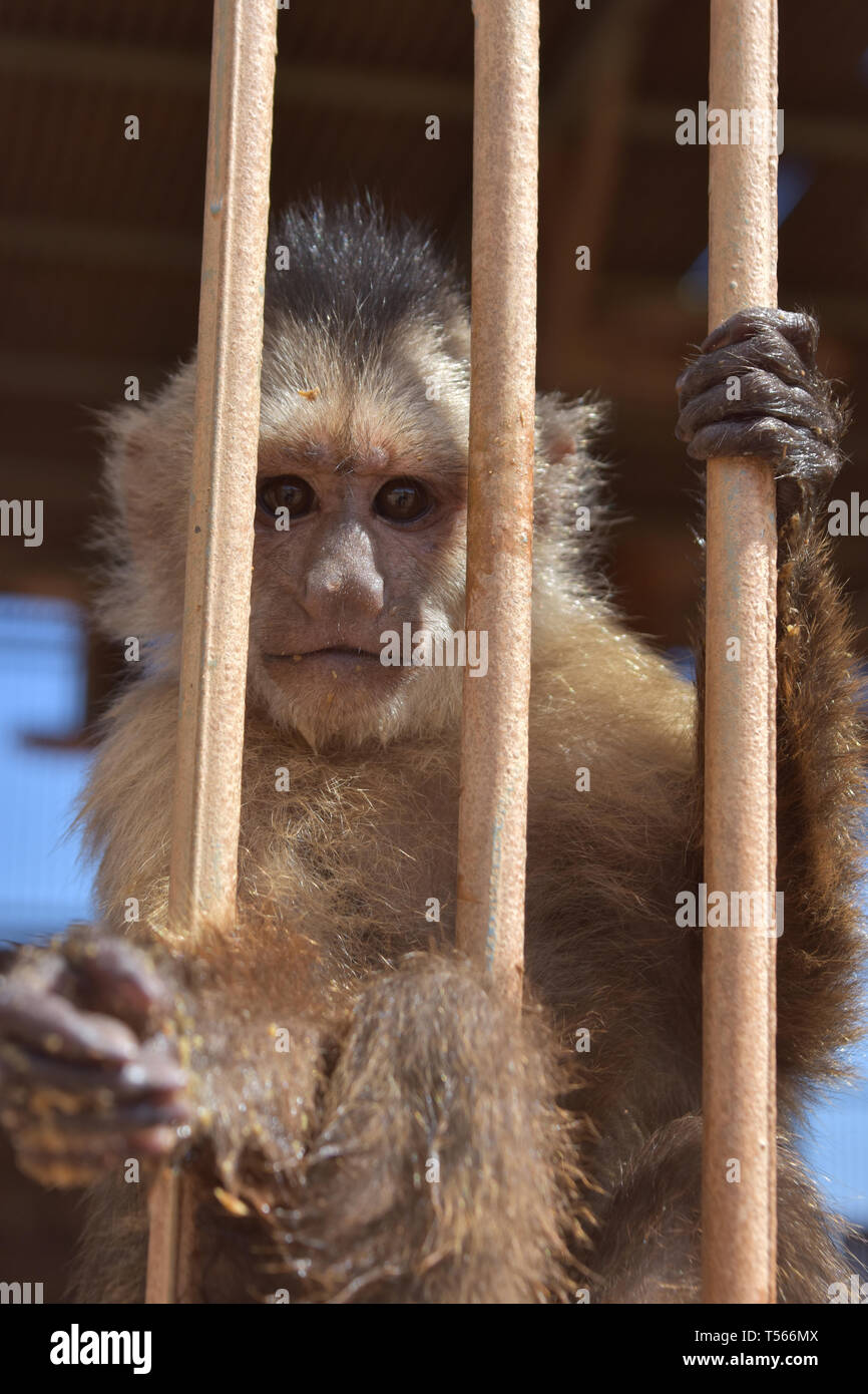 Really cute face of a capuchin monkey reaching out of the cage Stock ...